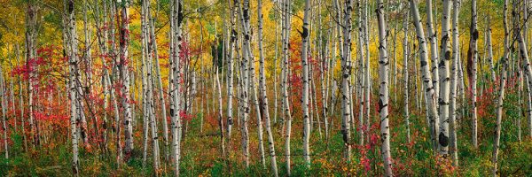 Tree Fine Art Photography Prints Usa | Emmanuel Fine Art Photography